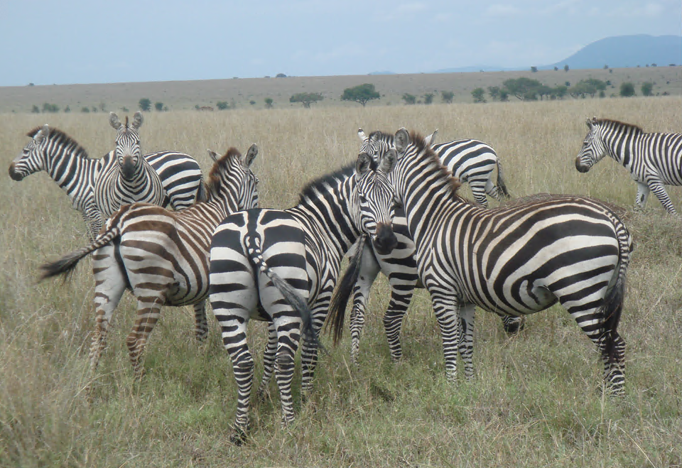 Photos – Ken Baxter